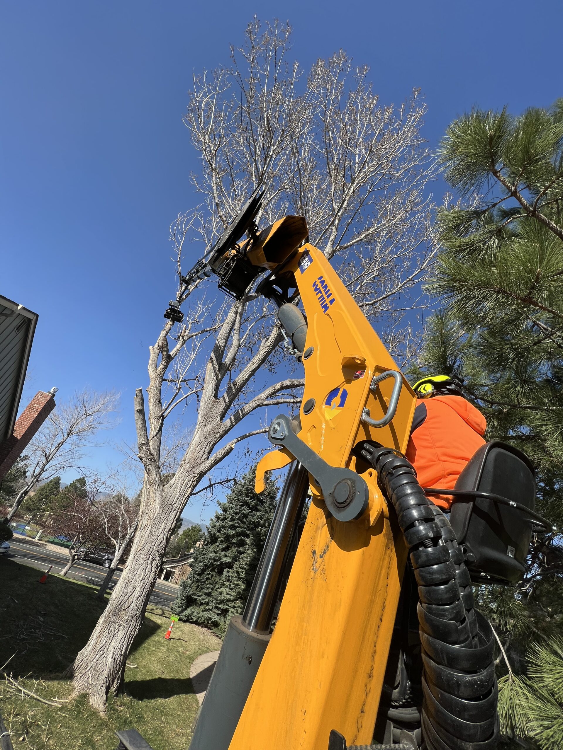 Home - Tree Service Arvada